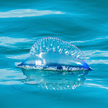 Navigating Australia's Coastal Wonders: A Guide to Beach Critters and ...